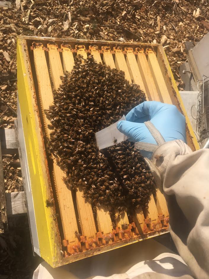 Resources for the New Beekeeper – HarBee Beekeeping